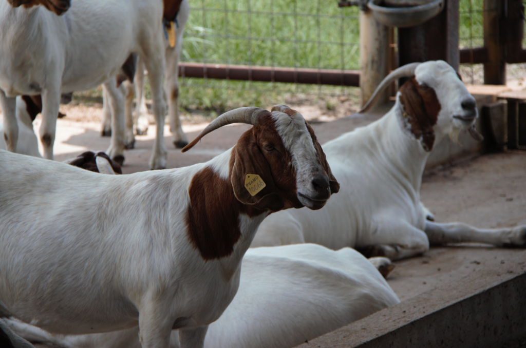 College of Agriculture and Human Sciences Hosts 4th National Goat ...