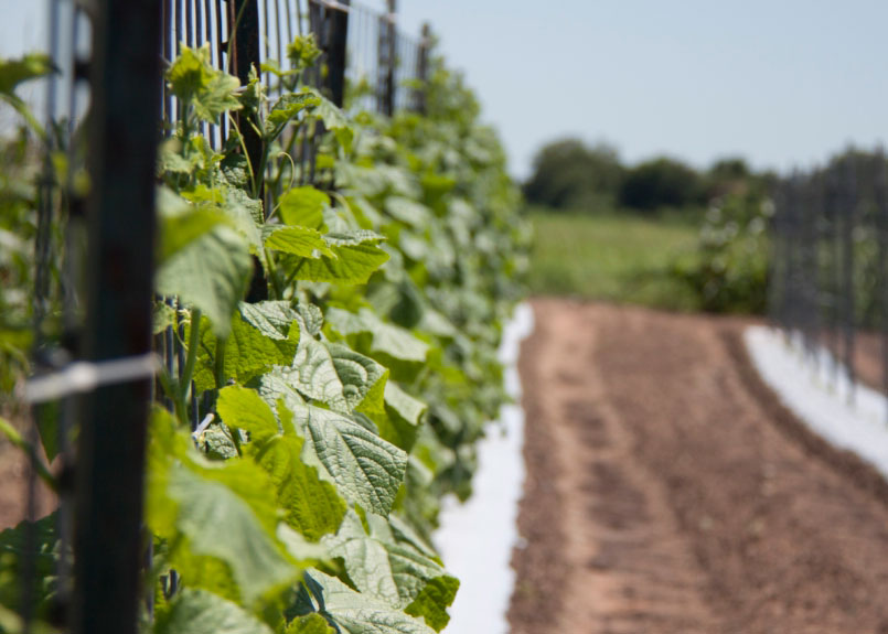 Crops - College of Agriculture and Human Sciences