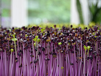 Purple Microgreens | PVAMU Home