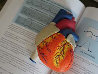 Heart Model With Textbook | PVAMU Home