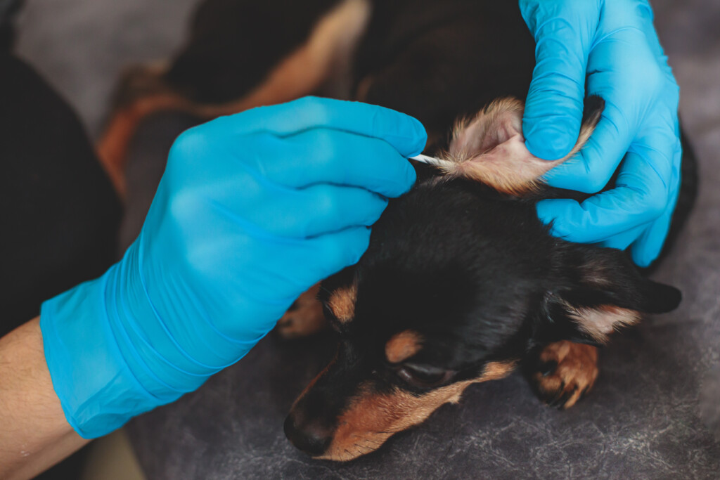 Process Of Cleaning Dog Ear, Vet Cleans Dog Ears With Cotton Swab ...